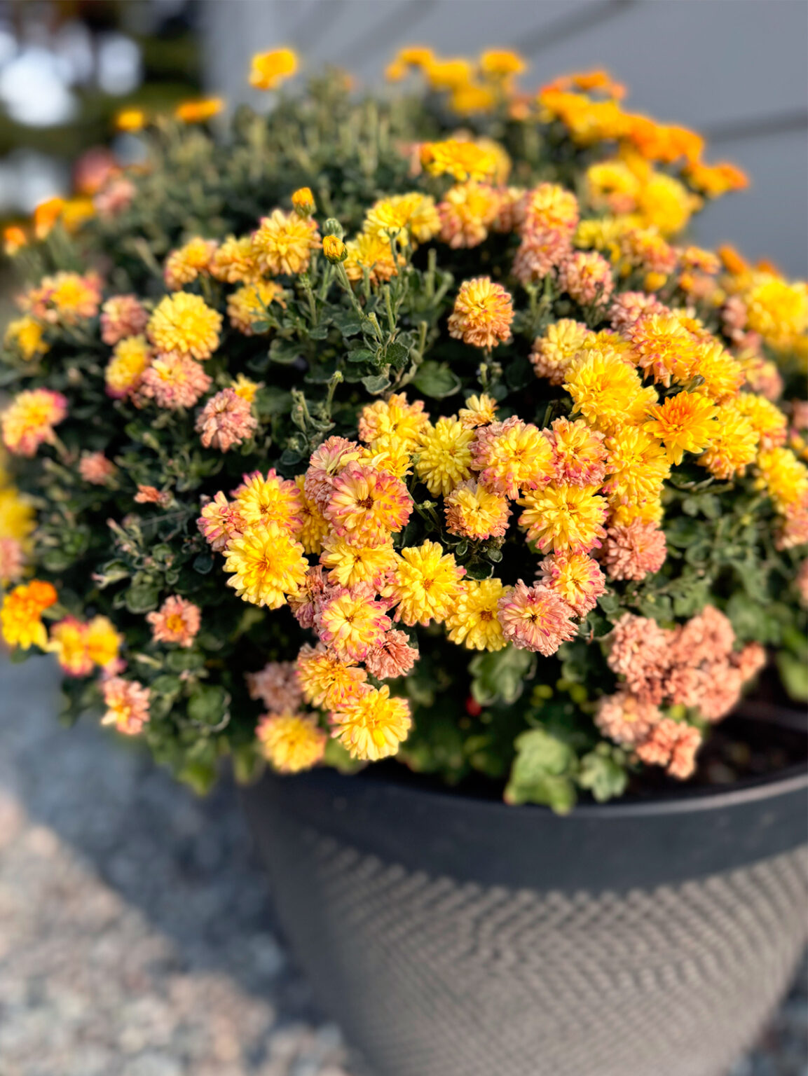 Elizabeth Craft Designs | Handcolored Mums - Right as Rain